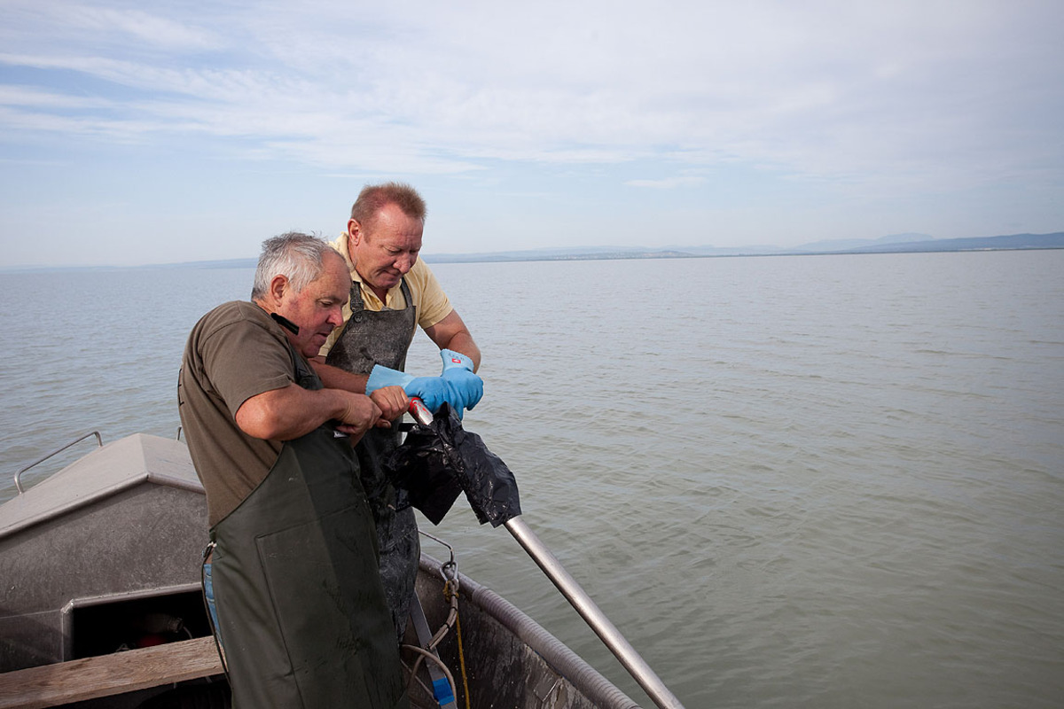 Fischerei am Neusiedler See | DiePresse.com