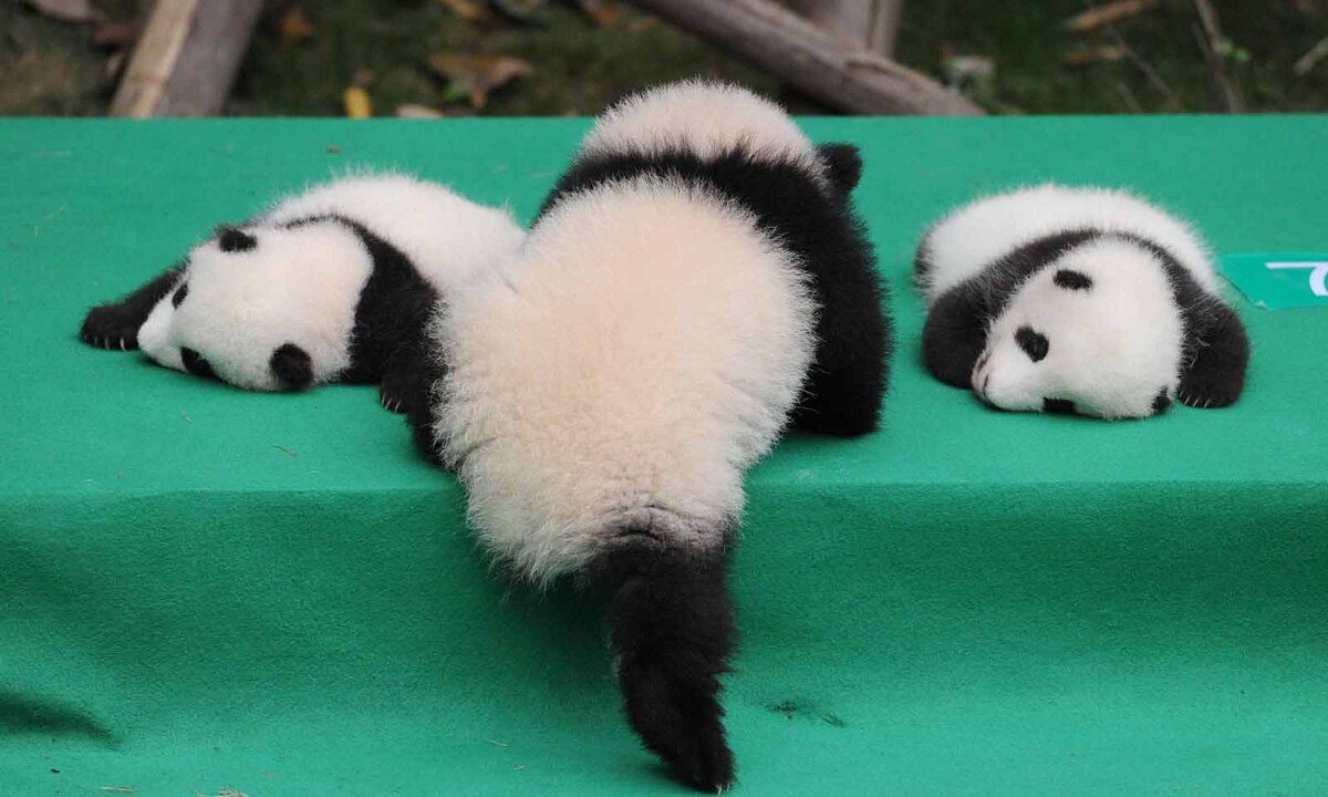 Chengdu: Im Land der Pandabären | DiePresse.com