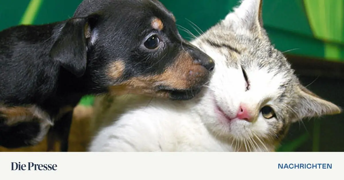 Emma, Franz und St. Pölten – DiePresse.com