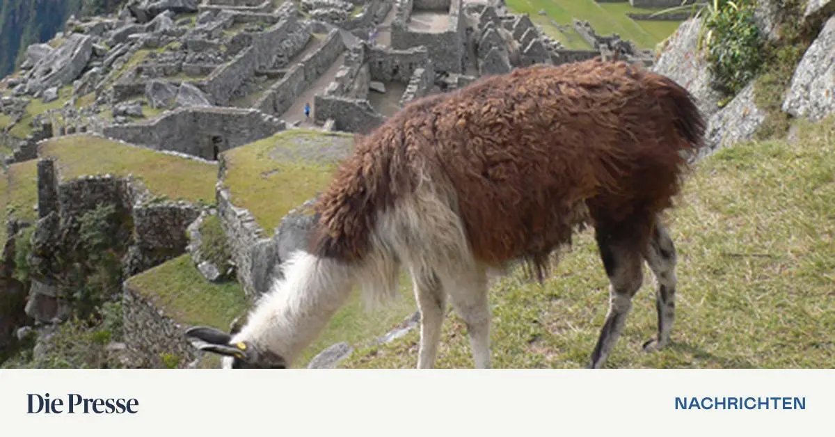 Das Reich der Inka wuchs aus dem Mist ihrer Lamas – DiePresse.com