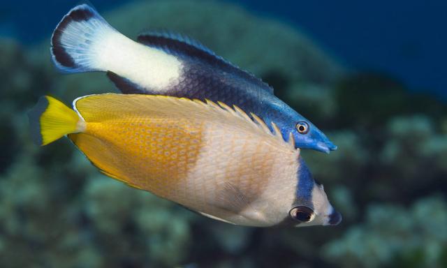 Fähiger Fisch: Putzerlippfische erkennen sich im Spiegel – DiePresse.com