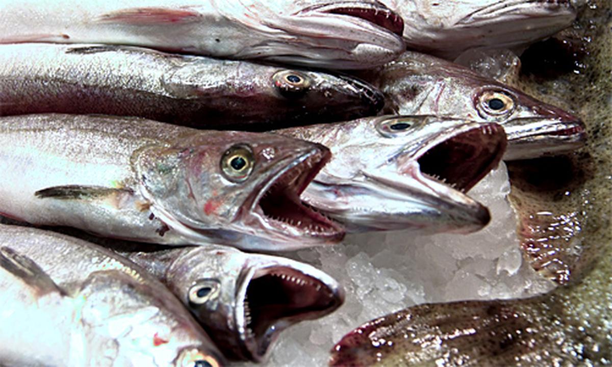 Fisch: Der salzige Wunderheiler | DiePresse.com