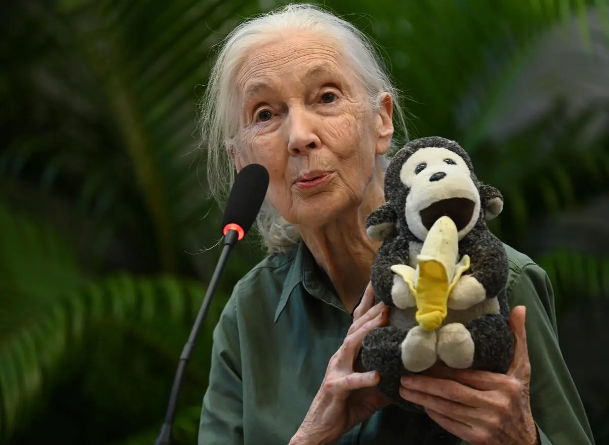 „Entweder man gibt auf, oder man kämpft“: Jane Goodall im Alter von 91 ...