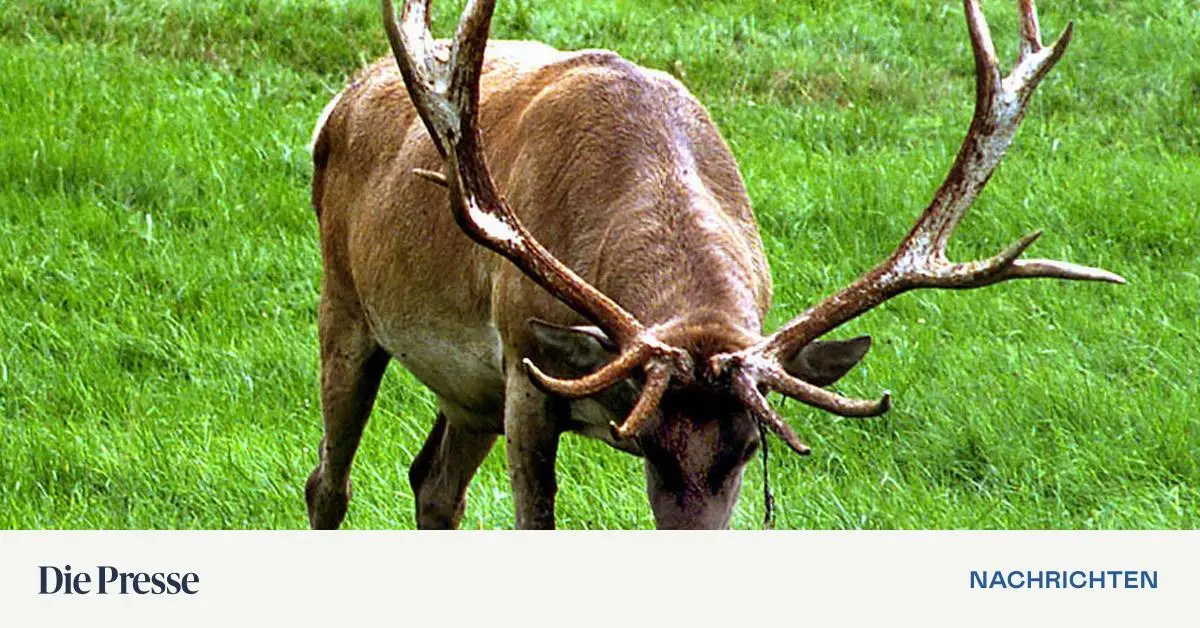 360 Grad Österreich: "Des Wuid is hoid im Woid" – DiePresse.com