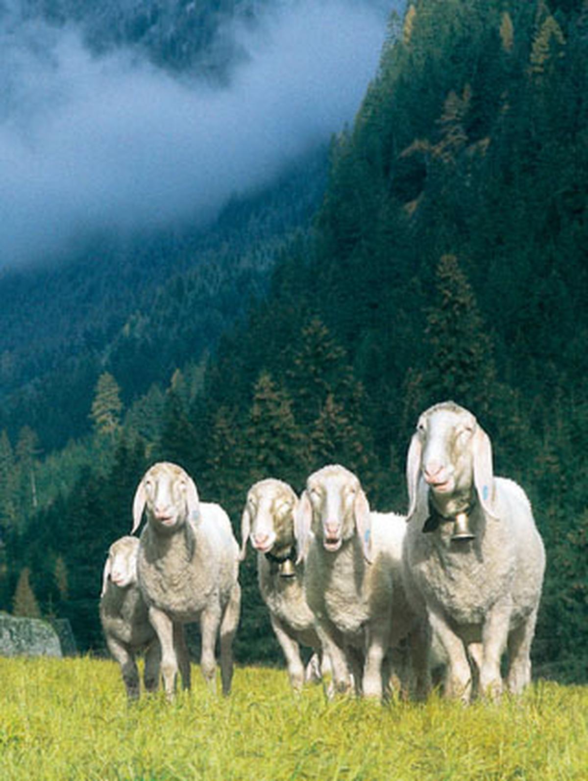 Nachrichten | DiePresse.com