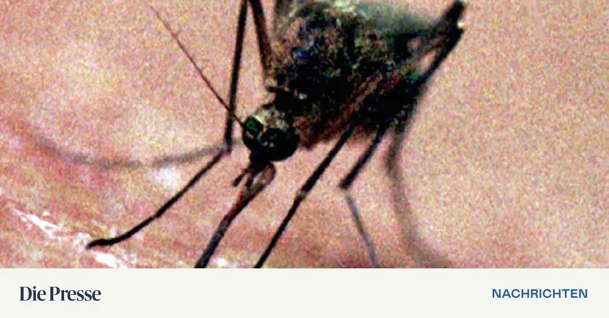 Invasion der Gelsen in Wien – DiePresse.com