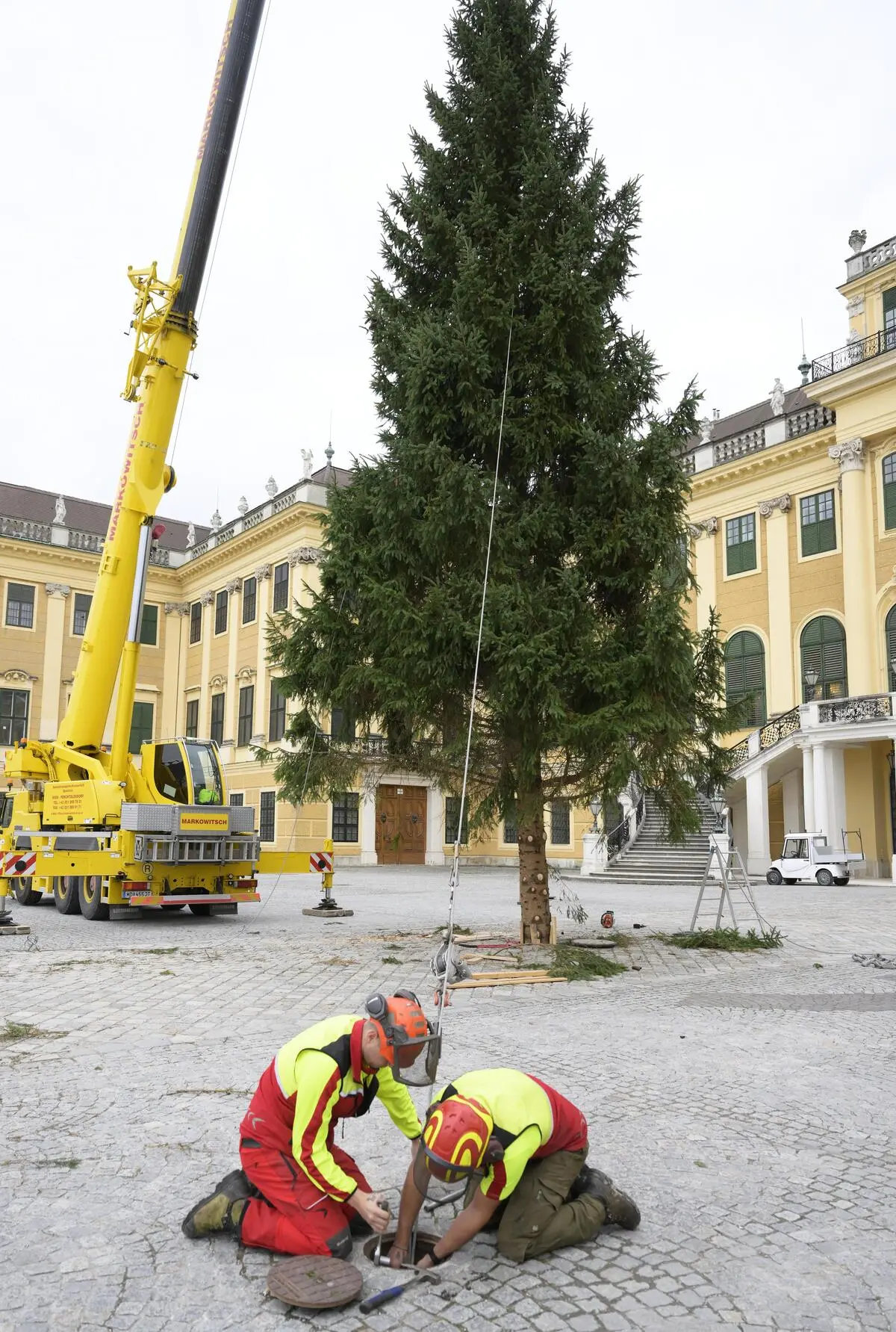 Der Nächste bitte! Die Invasion der Christbäume – DiePresse.com