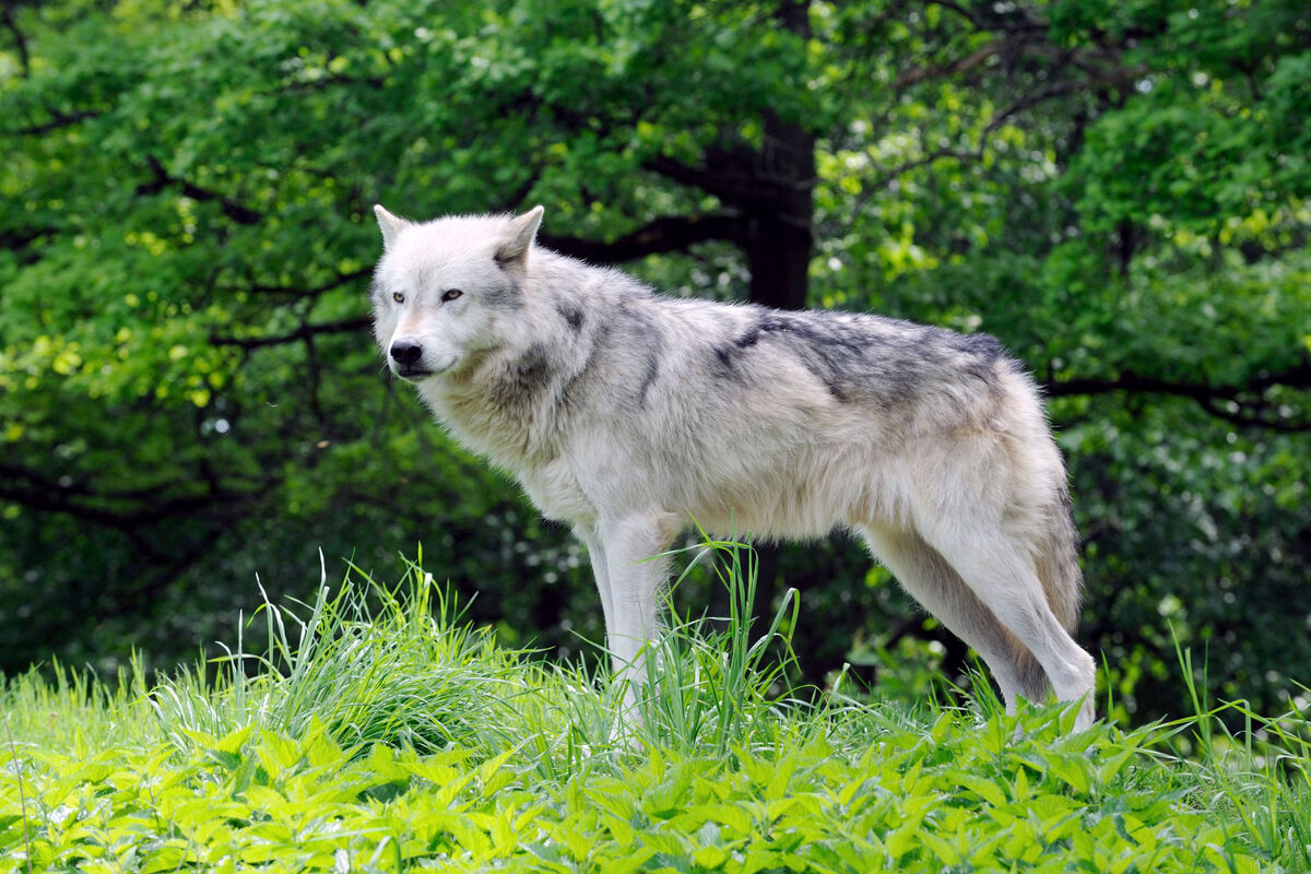 Wie der Wolf ins nördliche Amerika kam | DiePresse.com