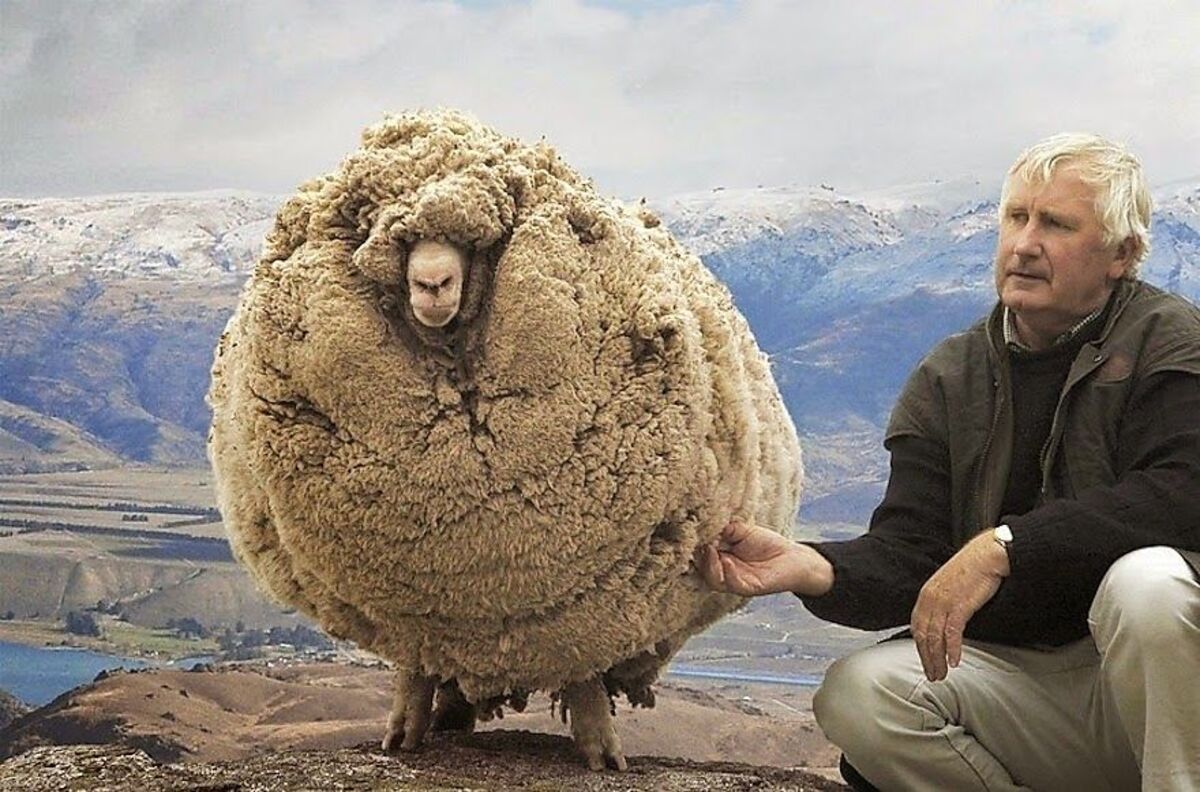 Australien: Gigantisches verwildertes Schaf entdeckt – DiePresse.com