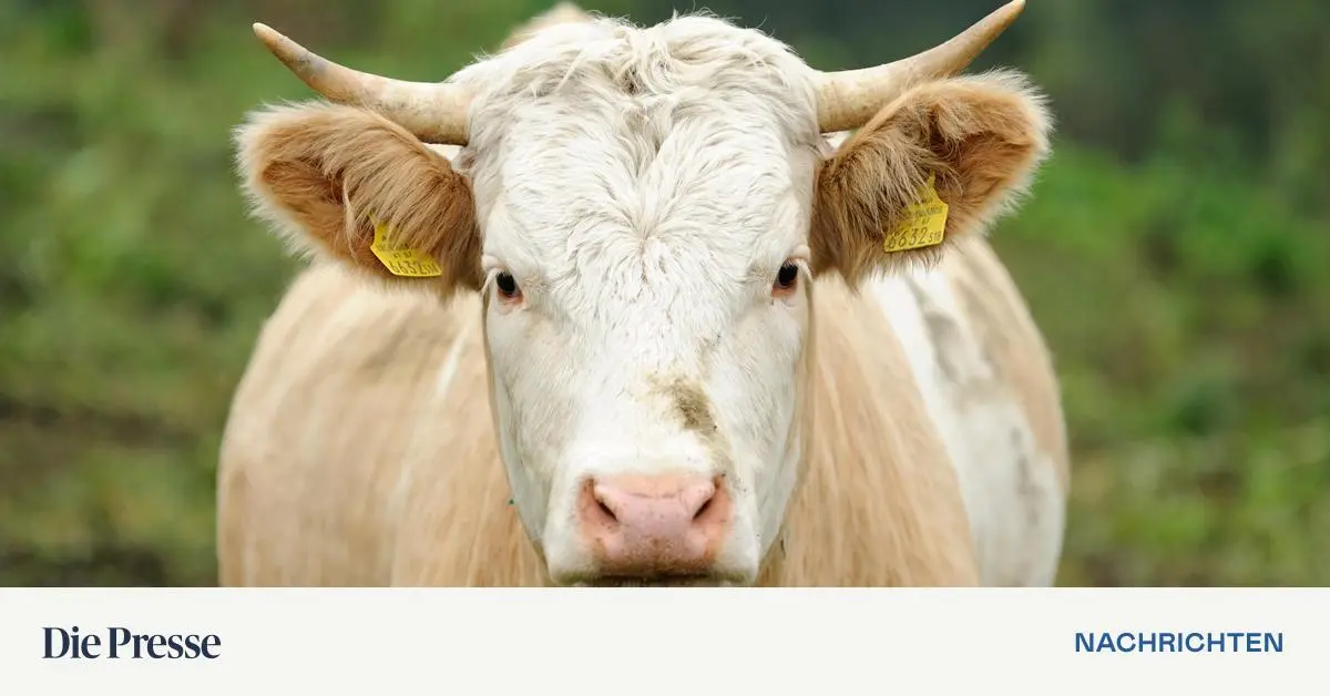 Gefahr im Verkehr: Pkw stößt mit entlaufenem Rind zusammen – DiePresse.com