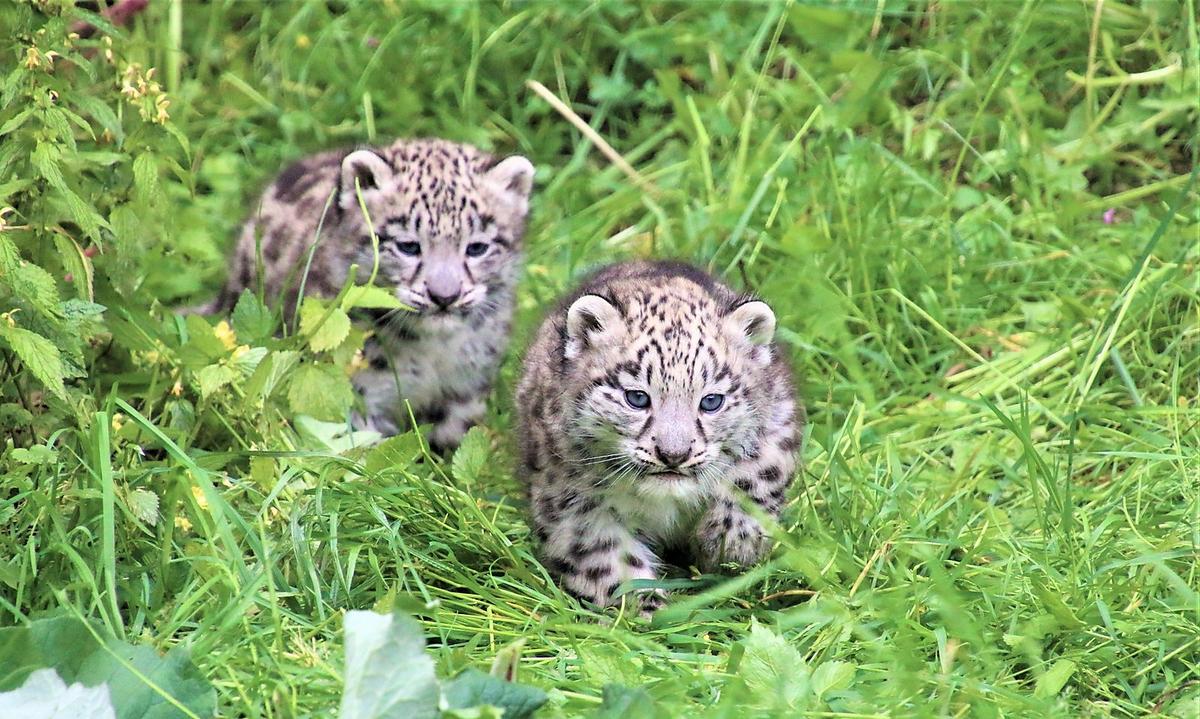 Schneeleoparden-Babys erobern die Herzen im Zoo Salzburg – DiePresse.com