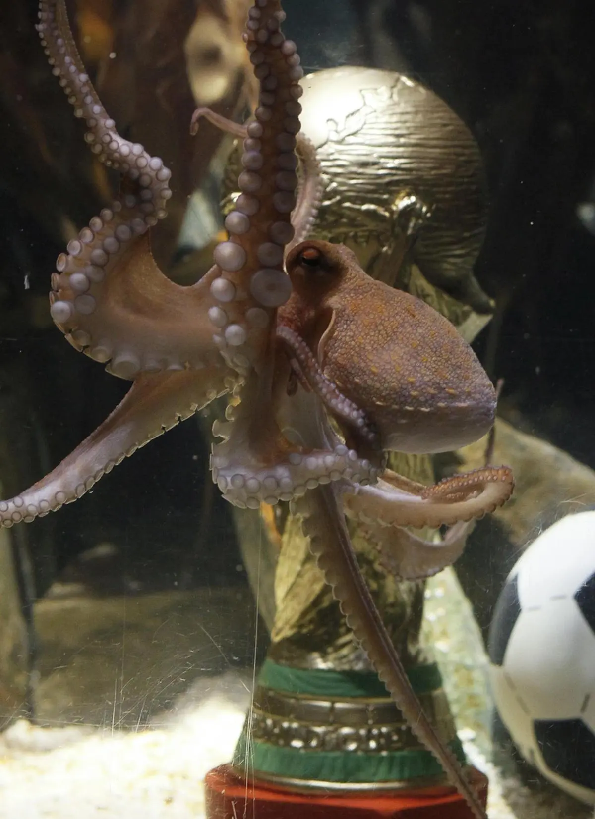 Fußball-WM: "Wunder-Krake" Paul geht in Pension – DiePresse.com