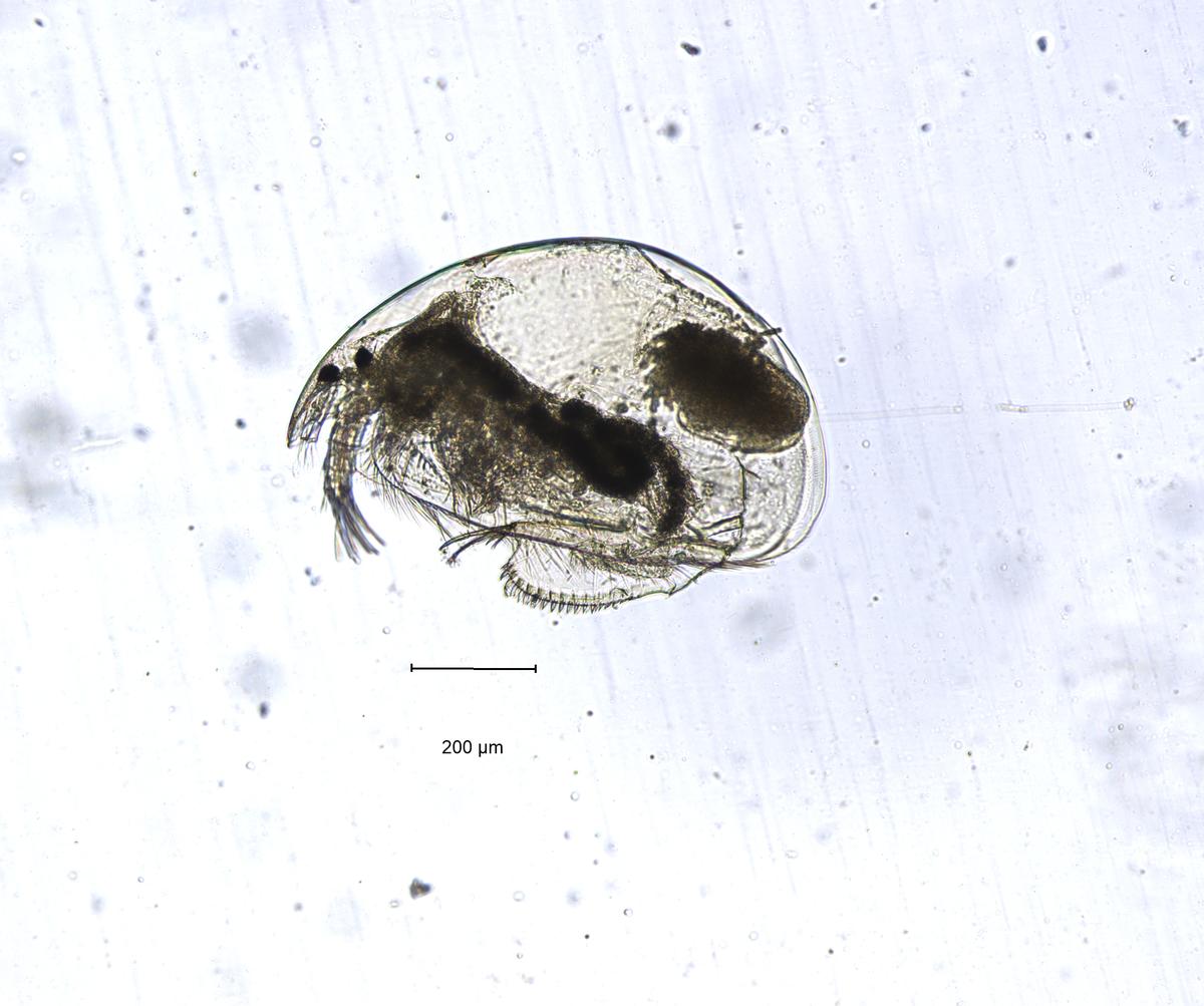 Weißt du, wie viel Krebschen leben – im unterirdischen Wasser ...