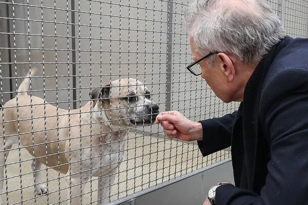Nach tödlicher Biss-Attacke: Hund "Chico" wurde eingeschläfert ...