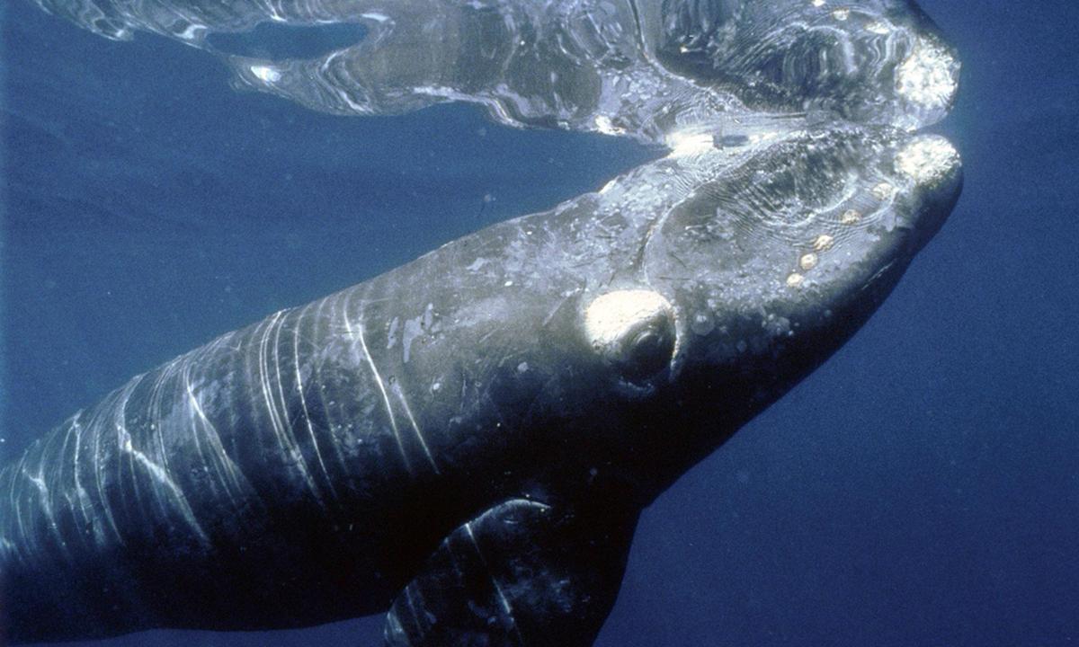 Wie Wale die Luft anhalten | DiePresse.com