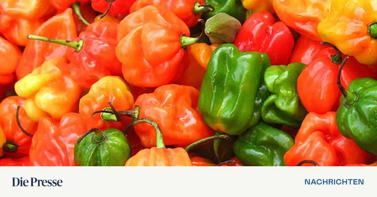 Die 10 schärfsten Chilischoten der Welt – DiePresse.com