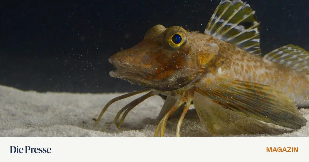 Ein Fisch kann mit den Beinen schmecken, wo Beute ist – DiePresse.com