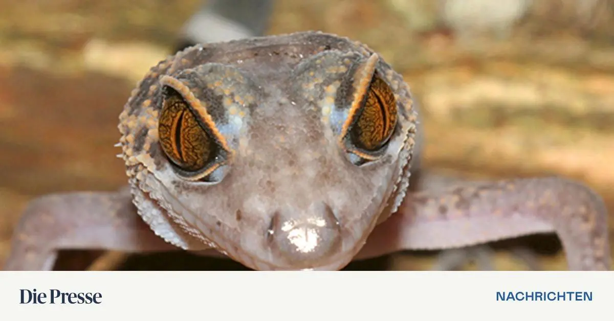 Von Alien-Geckos und Vögel fressenden Fröschen | DiePresse.com