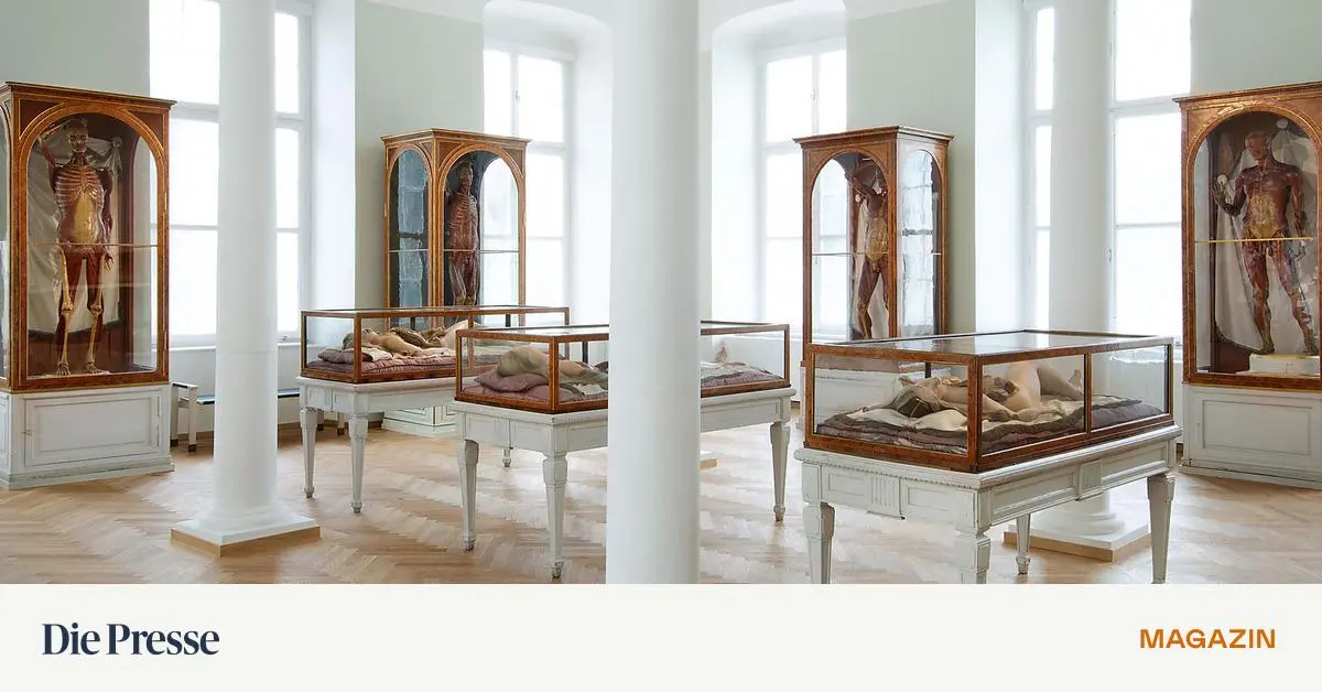 Neues Josephinum? Neues Museum! – DiePresse.com