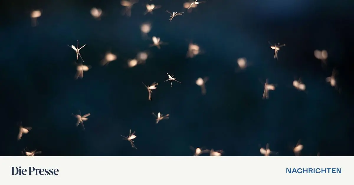 Gelsen-Ansturm beim Donauinselfest – DiePresse.com