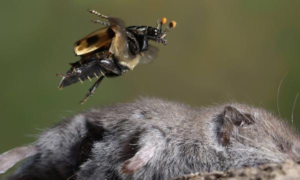 Feuilleton | DiePresse.com