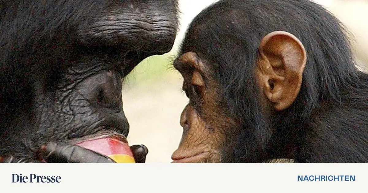 Bei Schimpansen geht soziale Bindung durch den Magen – DiePresse.com