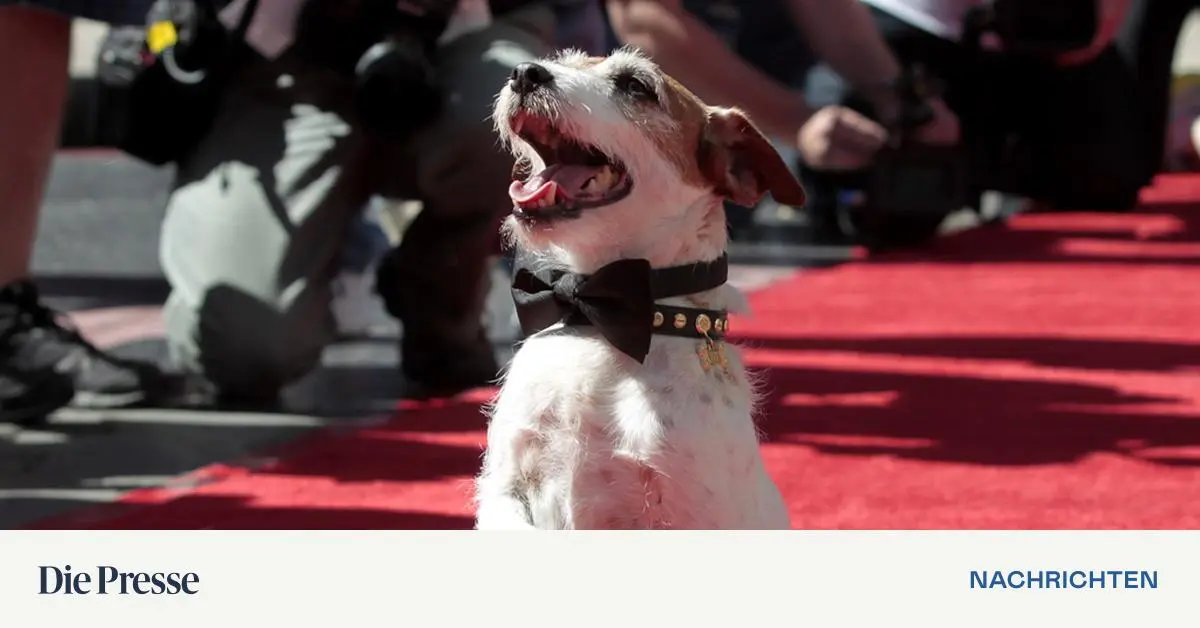 "The Artist"-Hund Uggie veröffentlicht Memoiren – DiePresse.com