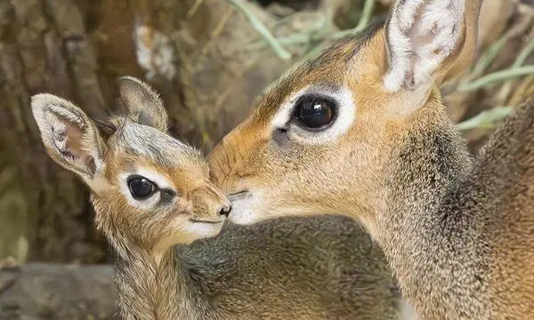 Kirk-Dikdik im Tiergarten Schönbrunn zur Welt gekommen – DiePresse.com