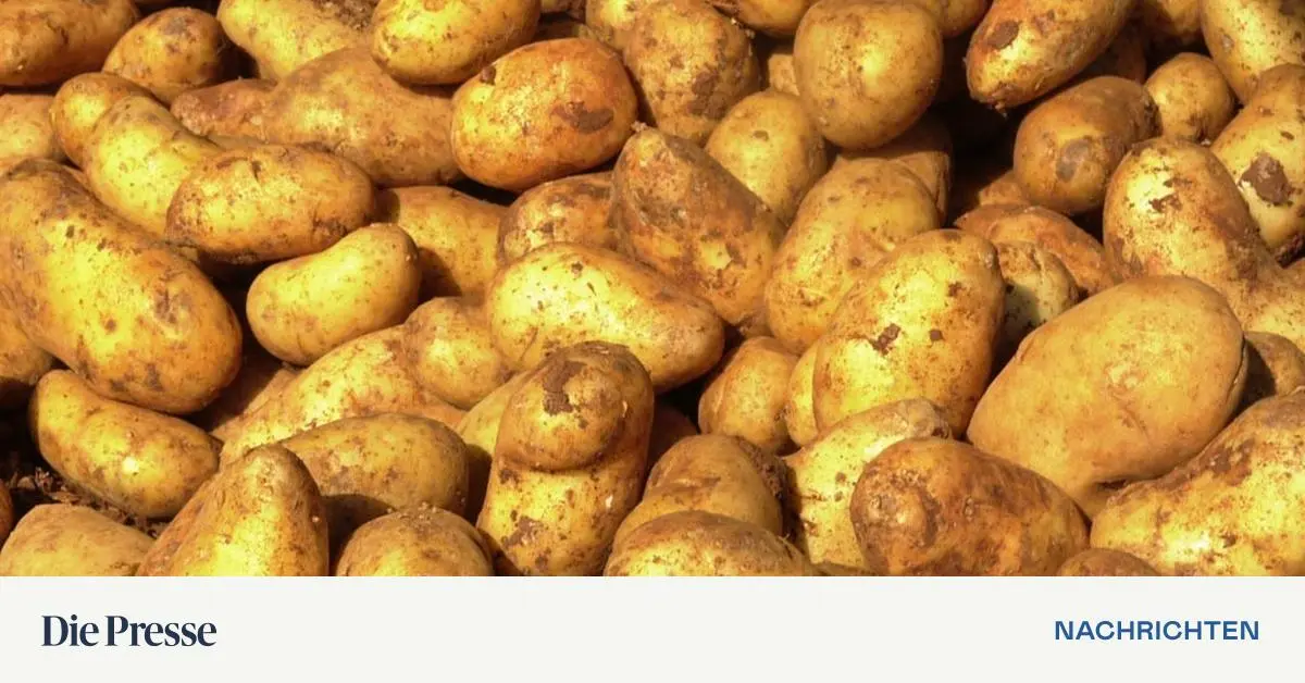 EU-Gericht verbietet Anbau von genverändertem Erdapfel – DiePresse.com