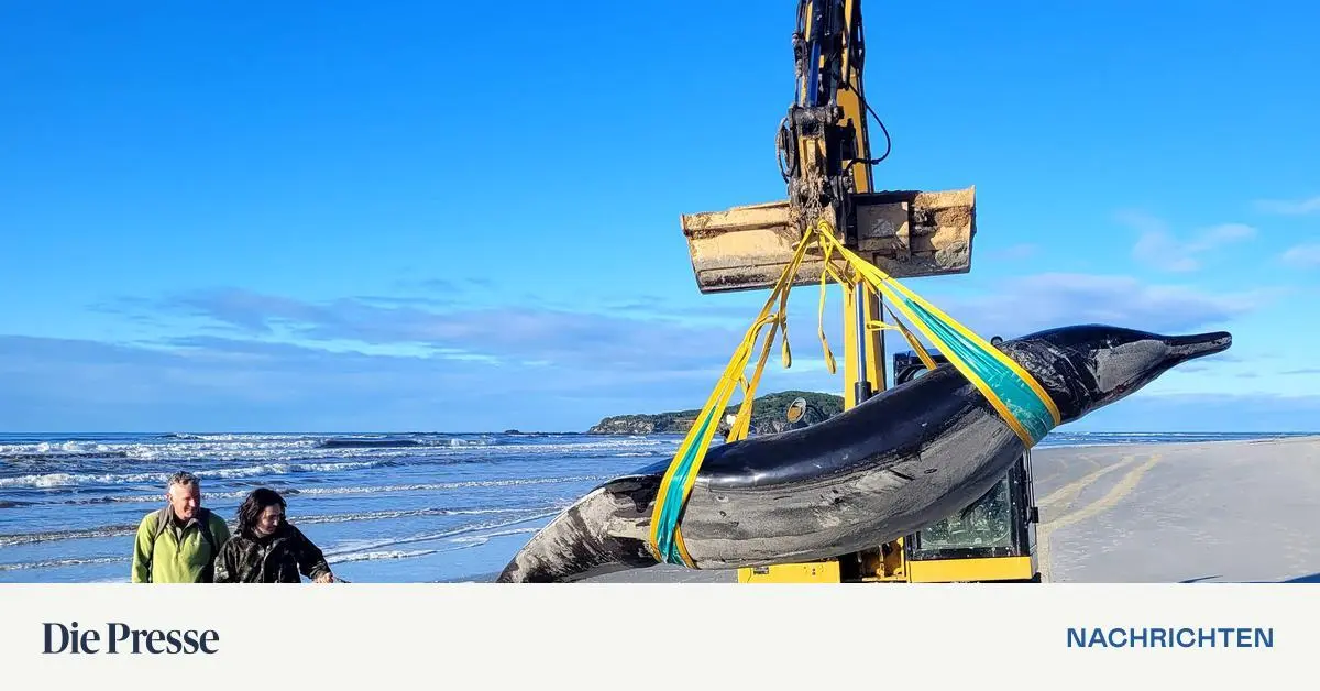 Extrem seltener Wal in Neuseeland an Strand gespült – DiePresse.com