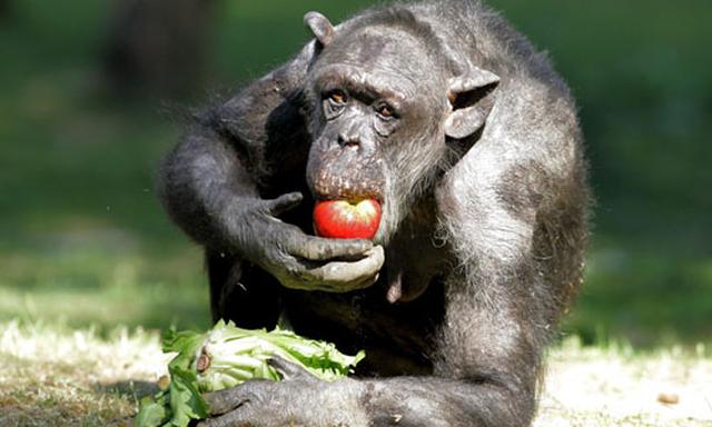 Verhaltensforschung: Affen mögen den, der sie nachäfft – DiePresse.com