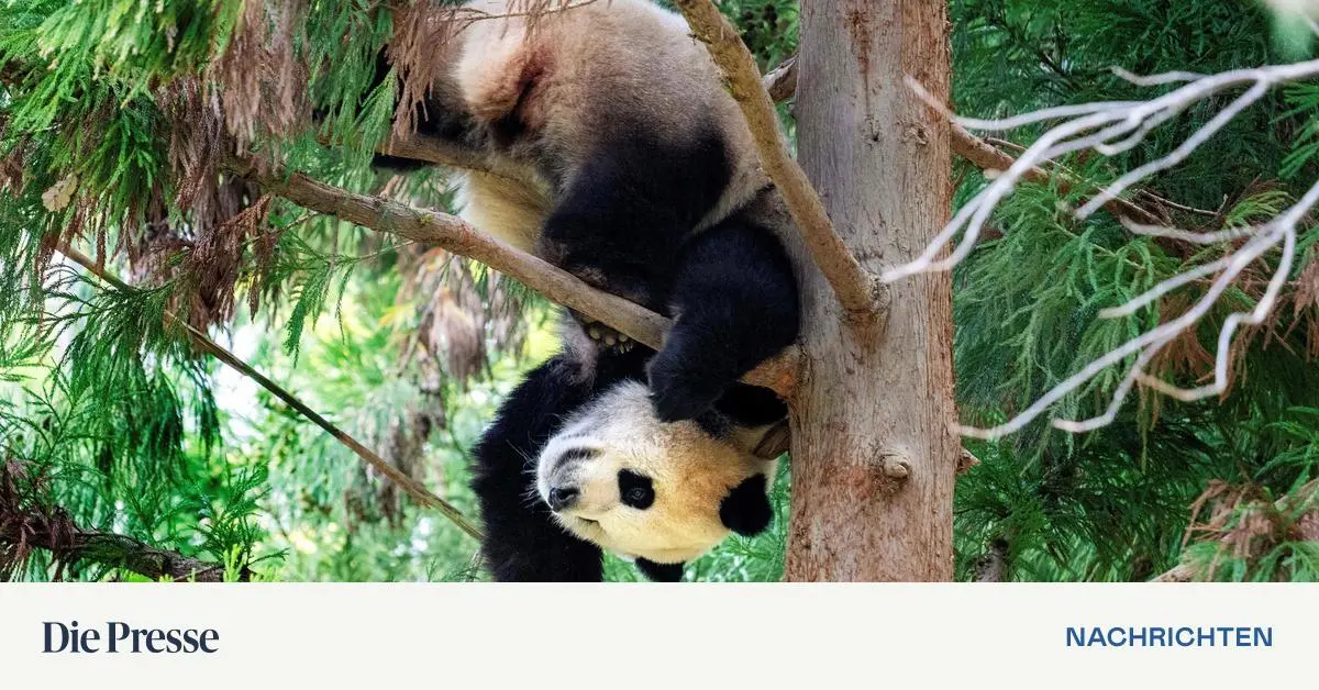 Hat die Panda-Diplomatie nun doch eine Chance? – DiePresse.com