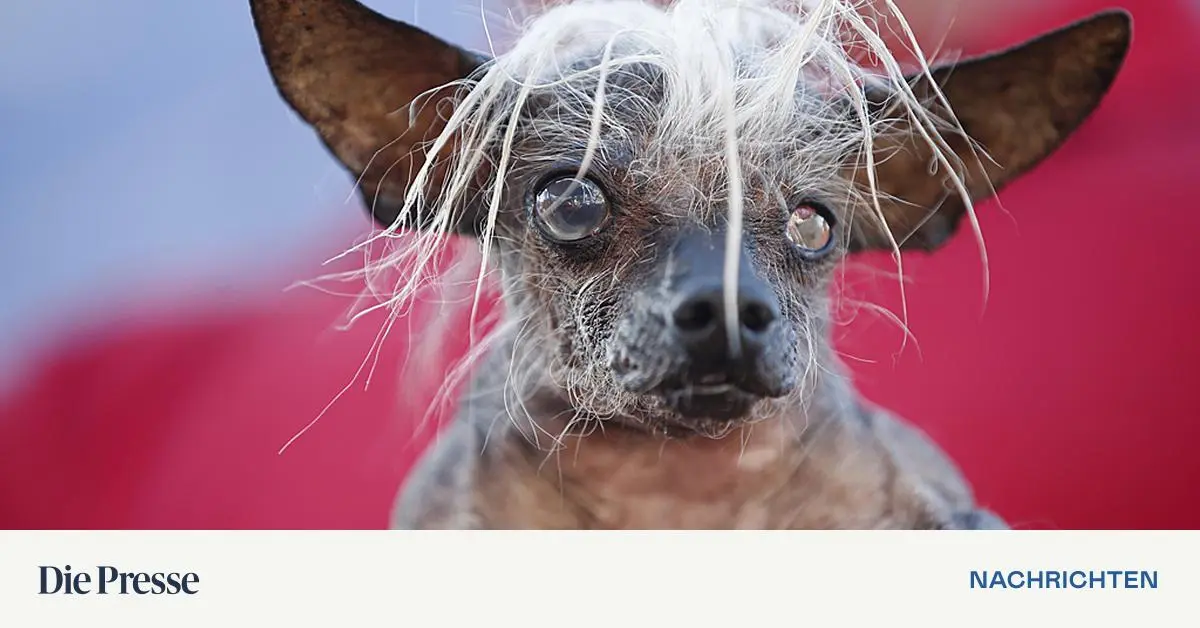 Sweepee Rambo zum "hässlichsten Hund der Welt" gewählt – DiePresse.com