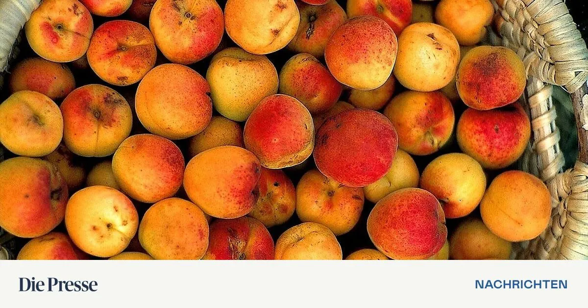 Überraschung am Marillenbaum: Ernte startet früher als üblich ...