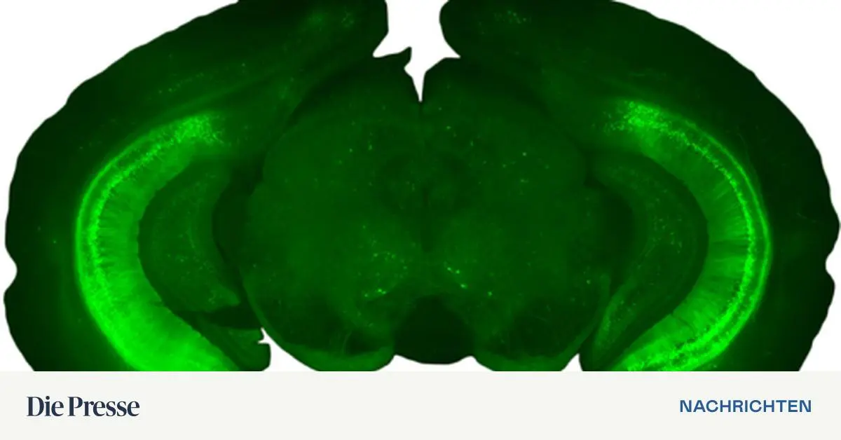 Blick ins Gehirn von Mäusen und Fliegen | DiePresse.com