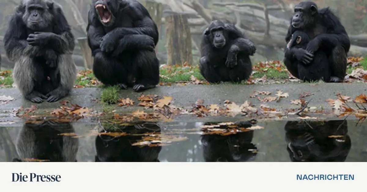 Kommt das Sprechen von der Fertigkeit der Hände bzw. Finger ...