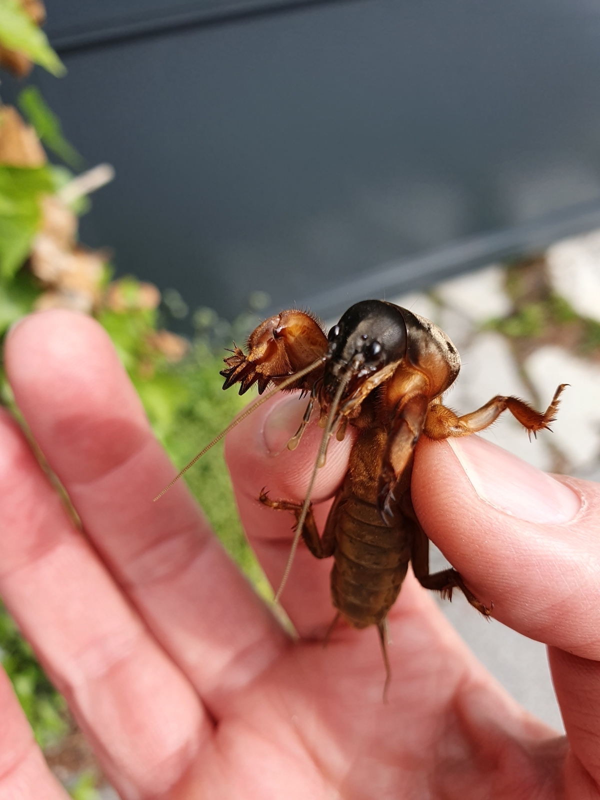 Mit Verständnis für Insekten die Welt retten – DiePresse.com