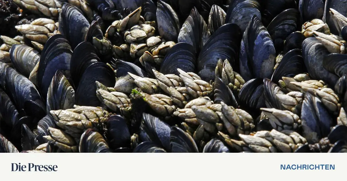 Forscher entdecken Mikroplastik in Muscheln | DiePresse.com