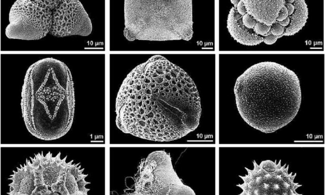 Der Pollen ist die Visitenkarte der Pflanze | DiePresse.com
