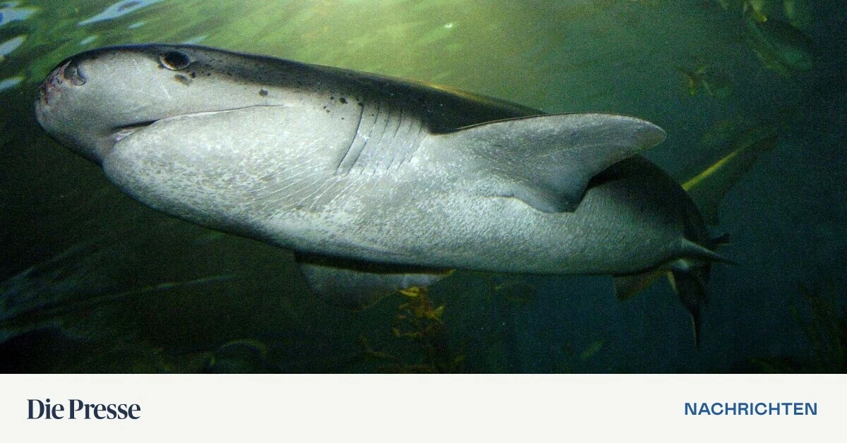 Die Haut eines Haifischs nachbauen – DiePresse.com