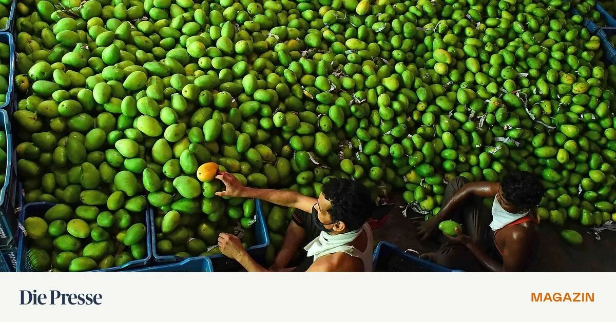 Warum es in Indien Mangos im Überschuss gibt – DiePresse.com