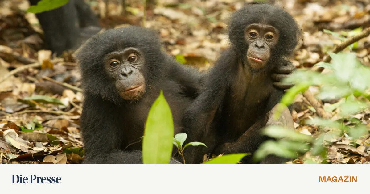 Junge Bonobos stressen die Geschwister – DiePresse.com
