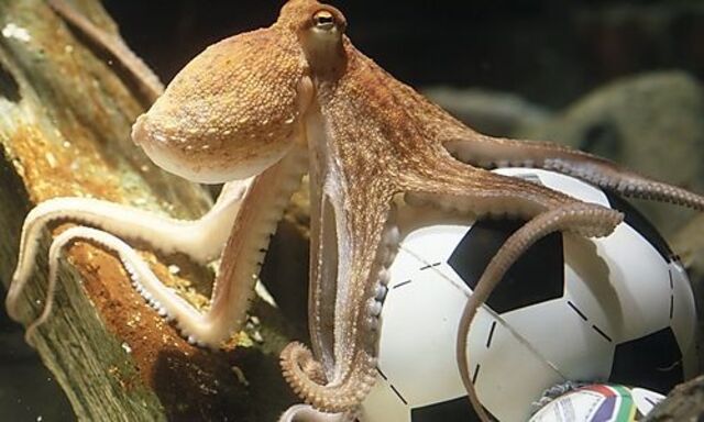 Fußball-WM: "Wunder-Krake" Paul geht in Pension | DiePresse.com