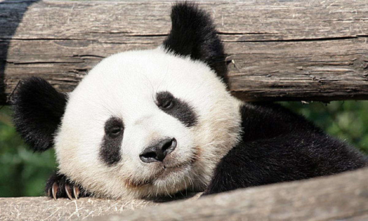 Panda Fu Long verlässt Tiergarten Schönbrunn | DiePresse.com