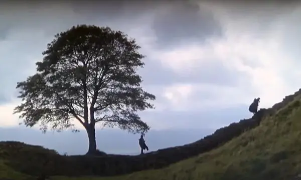 Der „Robin Hood“-Baum wurde gefällt, zwei Täter vor Gericht – DiePresse.com