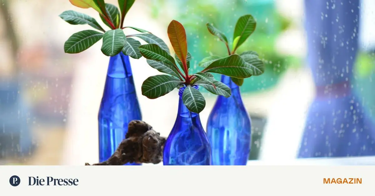 Spucki im Flaschenbad | DiePresse.com