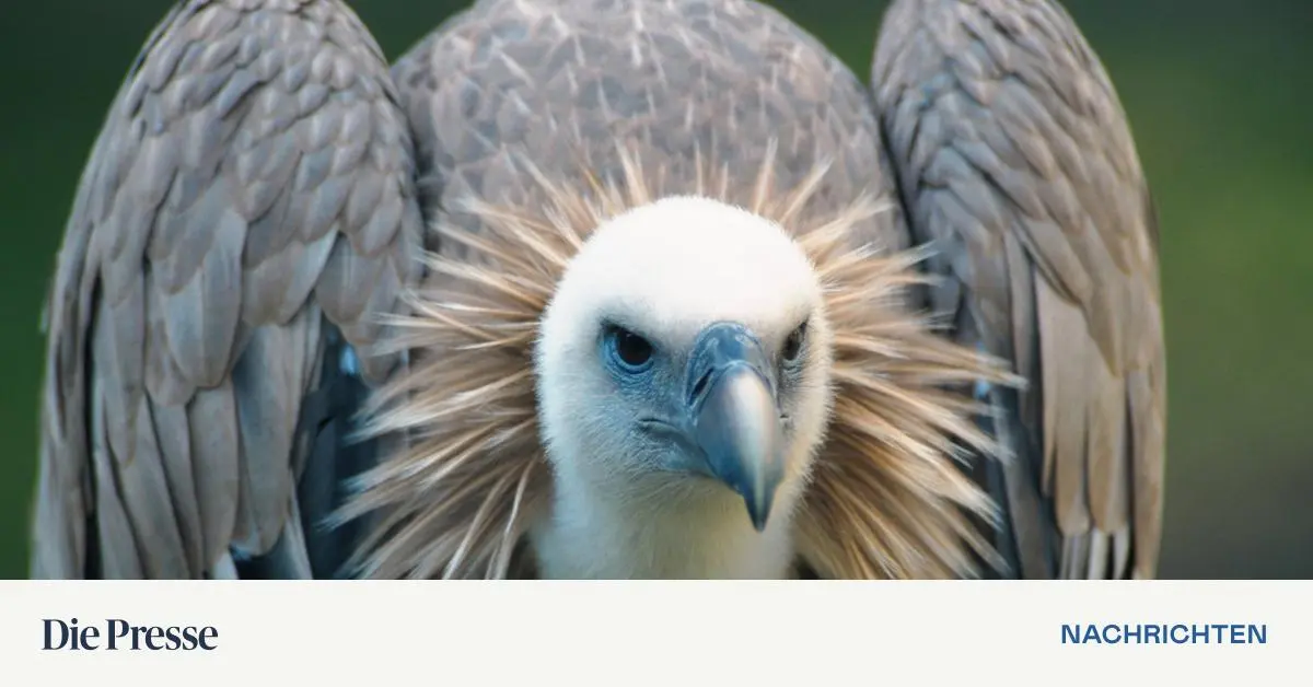 Das waren die zehn größten Pleiten des Jahres 2017 – DiePresse.com