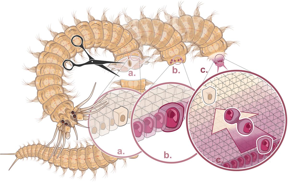 Seltene Sumpfschnecke profitiert von wiederhergestelltem Moor ...