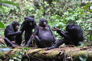 Affen-Überraschung: Bonobos sind nicht friedlicher als Schimpansen ...