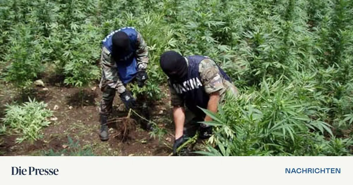 Drogenkrieg in Mexiko: 47.000 Tote in fünf Jahren – DiePresse.com